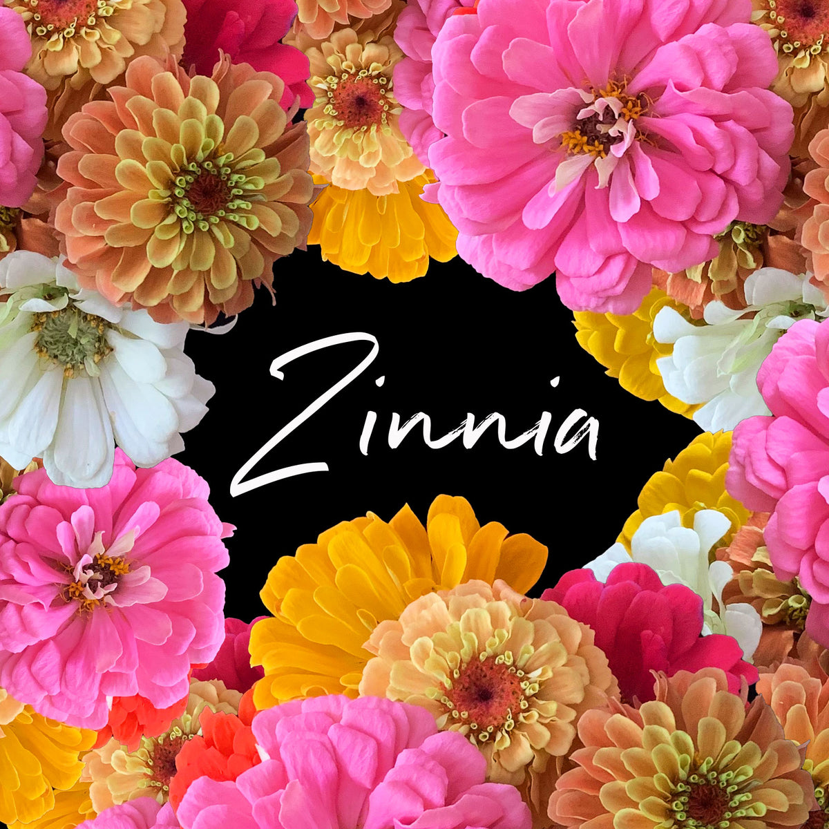 Embrace Beauty with Zinnias: Tips for Flower Arrangement – Quince Flowers