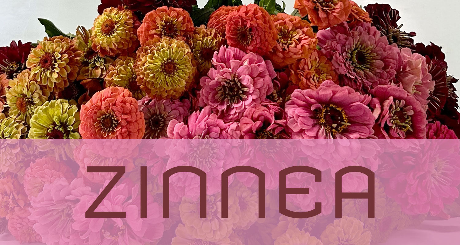 Best in Bloom: Zinnea – Quince Flowers