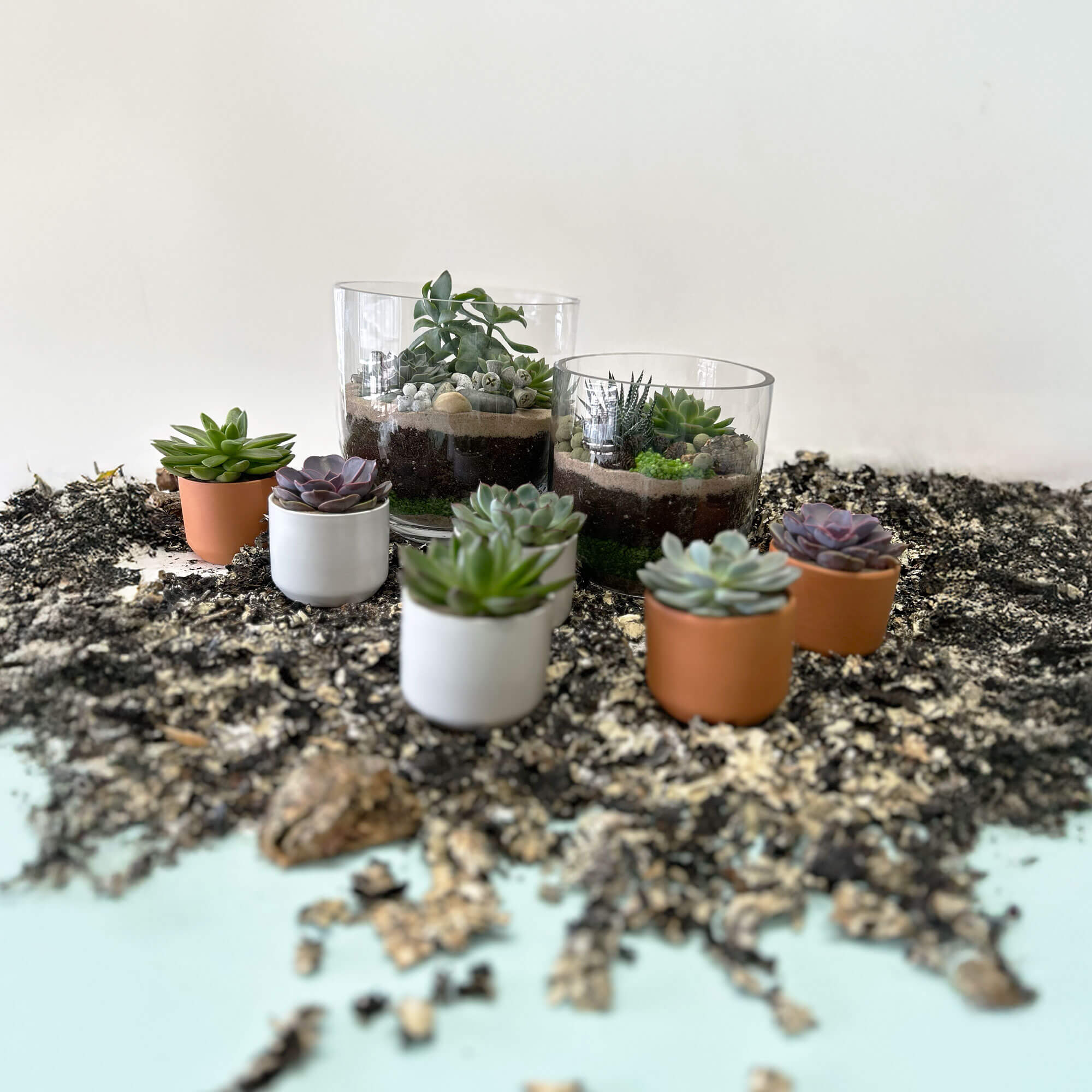 Succulent Trio | Toronto's Best Florist | Quince Flowers